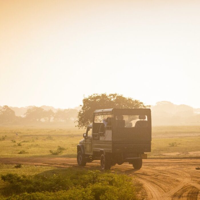 Best Wildlife Safaris of Sri Lanka: A Guide - BH Lanka Tours Blog